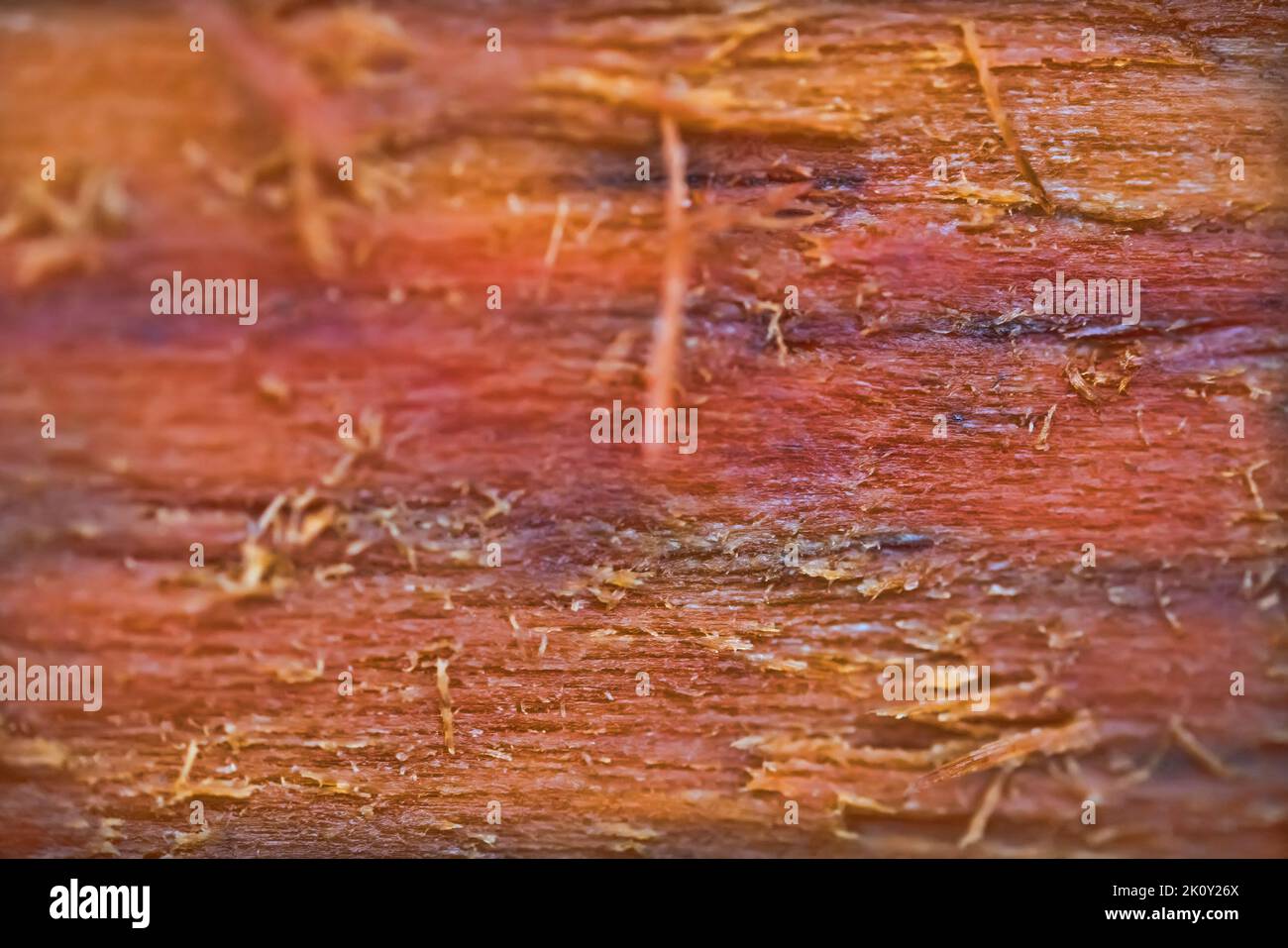 Stained wood. Wet wood exposed to salt water and surf. Ultra Macro ...