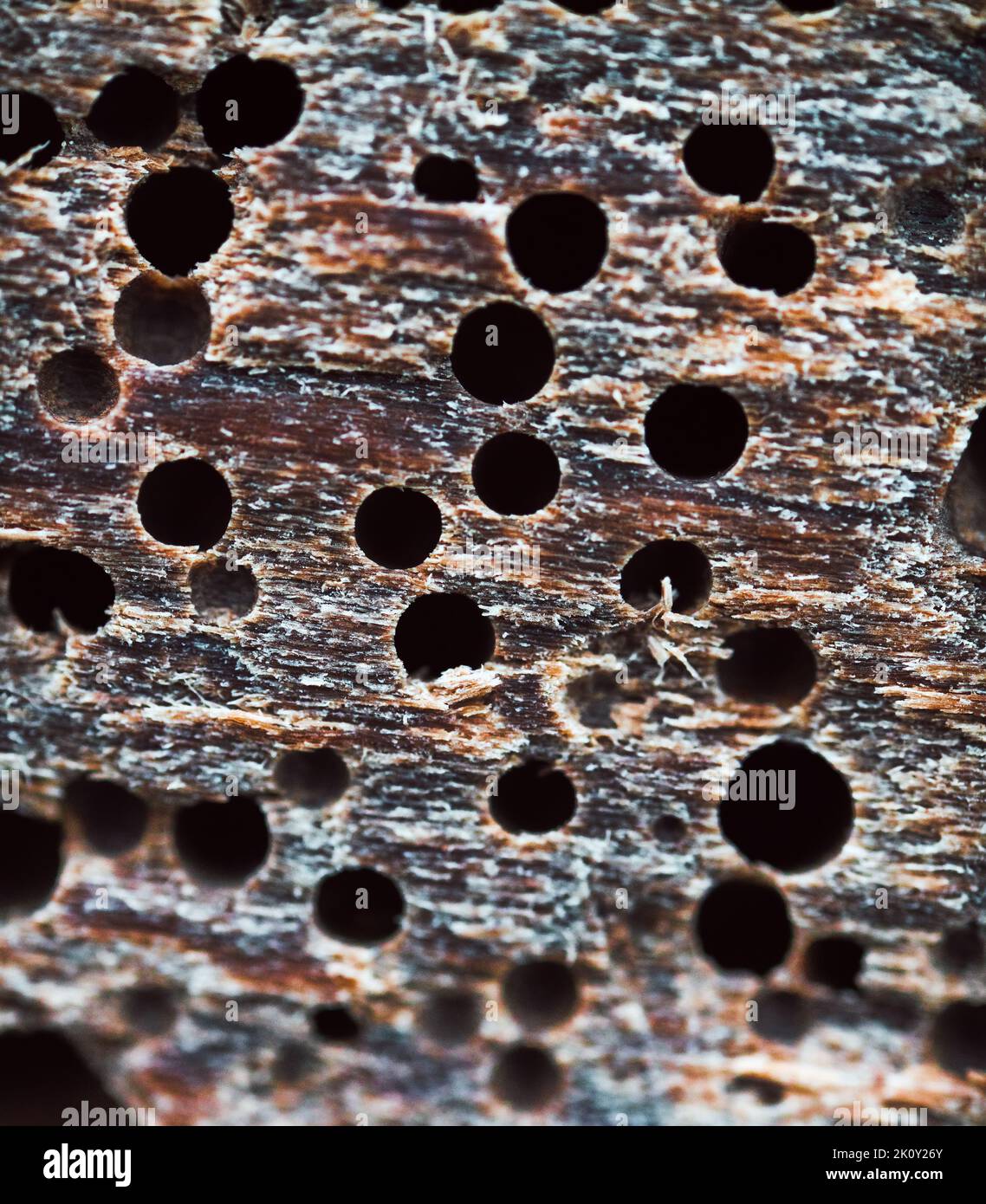 Perforated surface (full of holes) background. Cork oak (Quercus suber ...