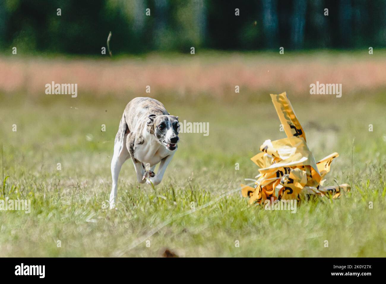 Dog running in green field and chasing lure at full speed on coursing ...