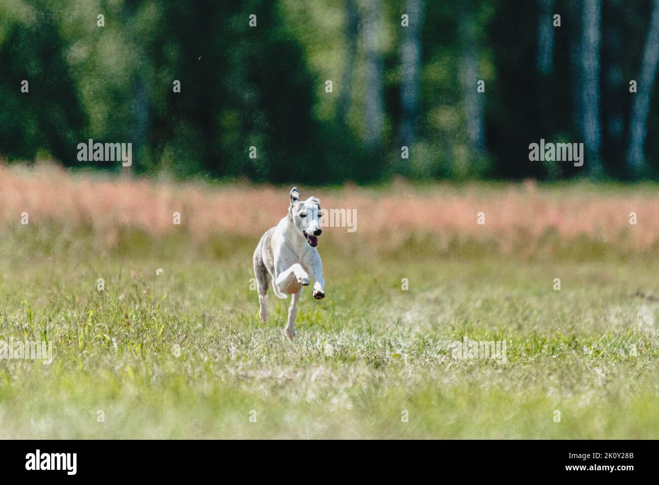 Dog running in green field and chasing lure at full speed on coursing ...