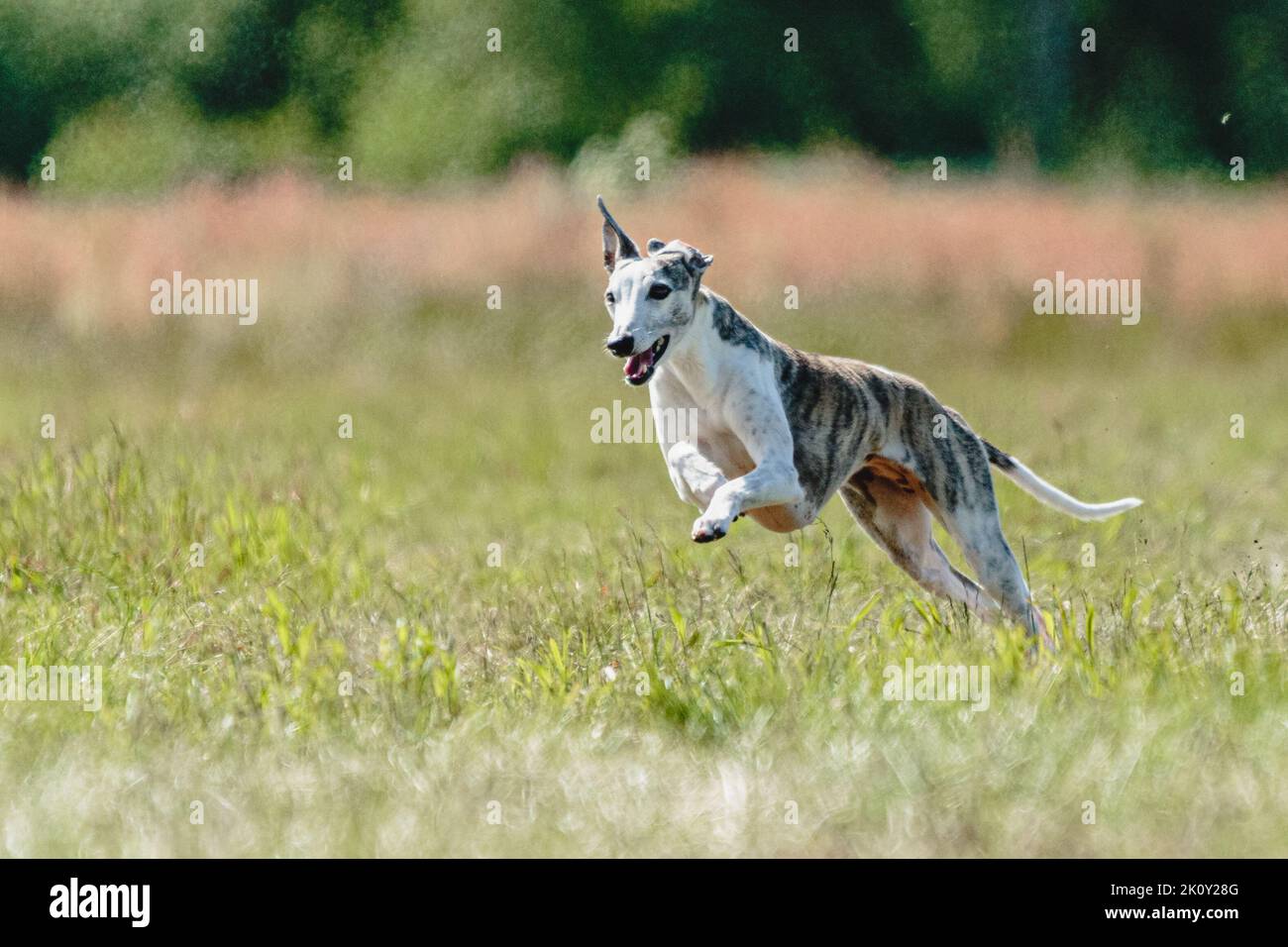 Dog running in green field and chasing lure at full speed on coursing ...