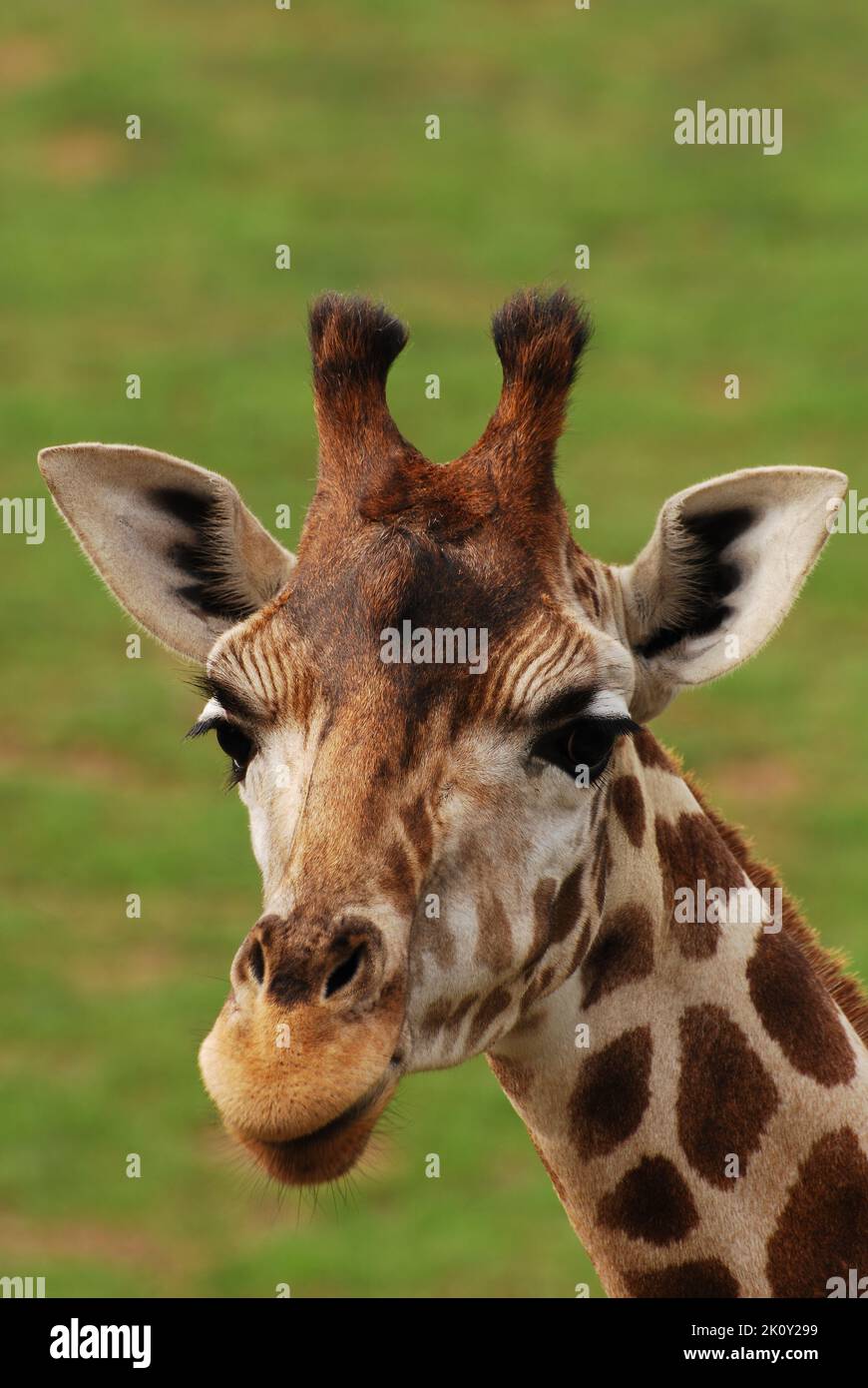 Vertical portrait reticulated giraffe hi-res stock photography and ...