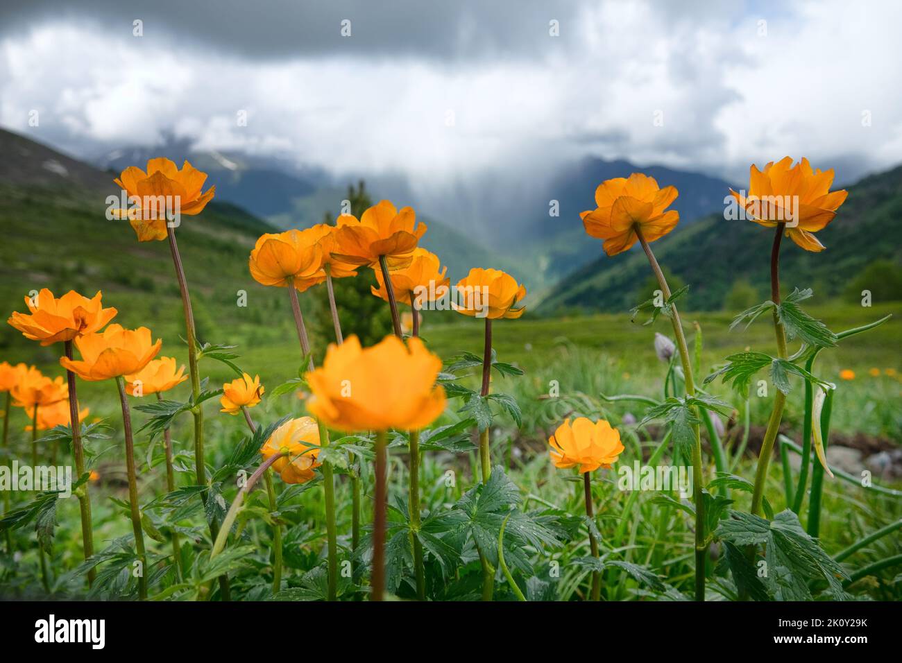 Attractiveness of lush mountain meadows. Altai globeflower (Trollius ...