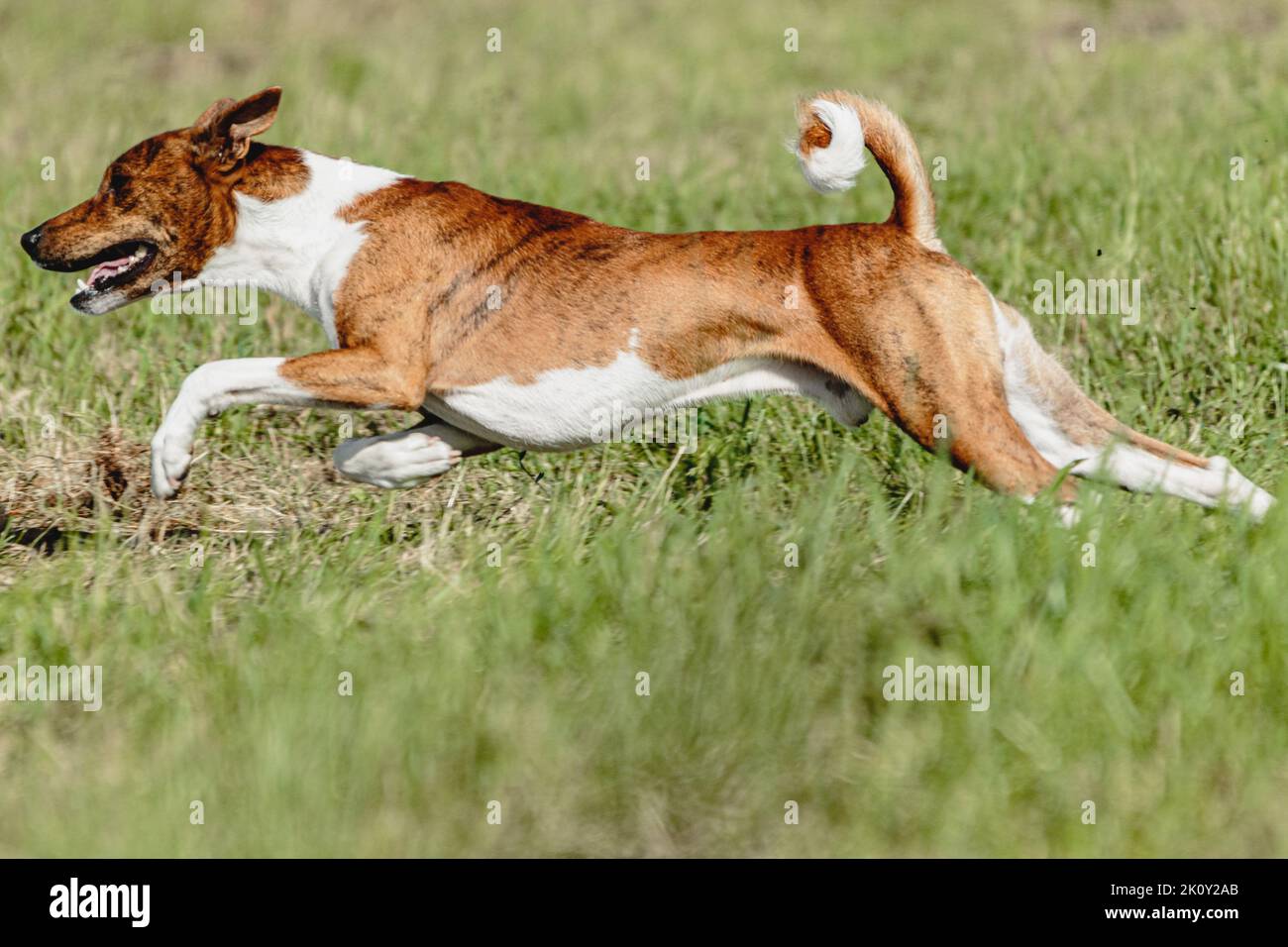 Dog running in green field and chasing lure at full speed on coursing ...
