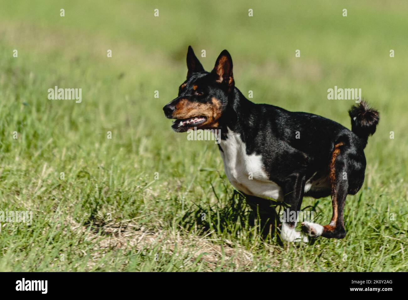 Dog running in green field and chasing lure at full speed on coursing ...
