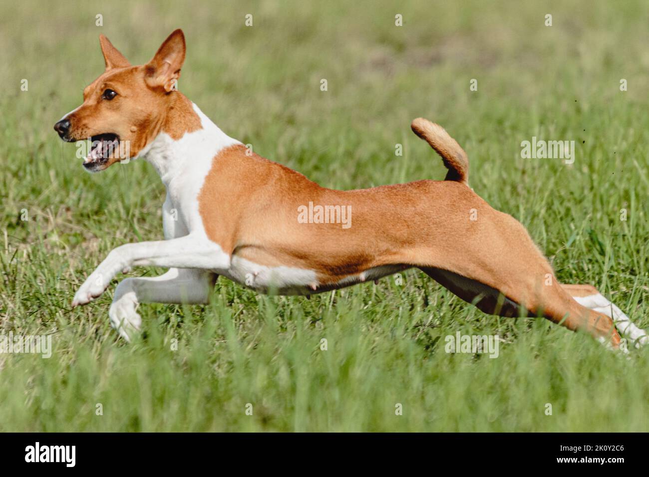 Dog running in green field and chasing lure at full speed on coursing ...