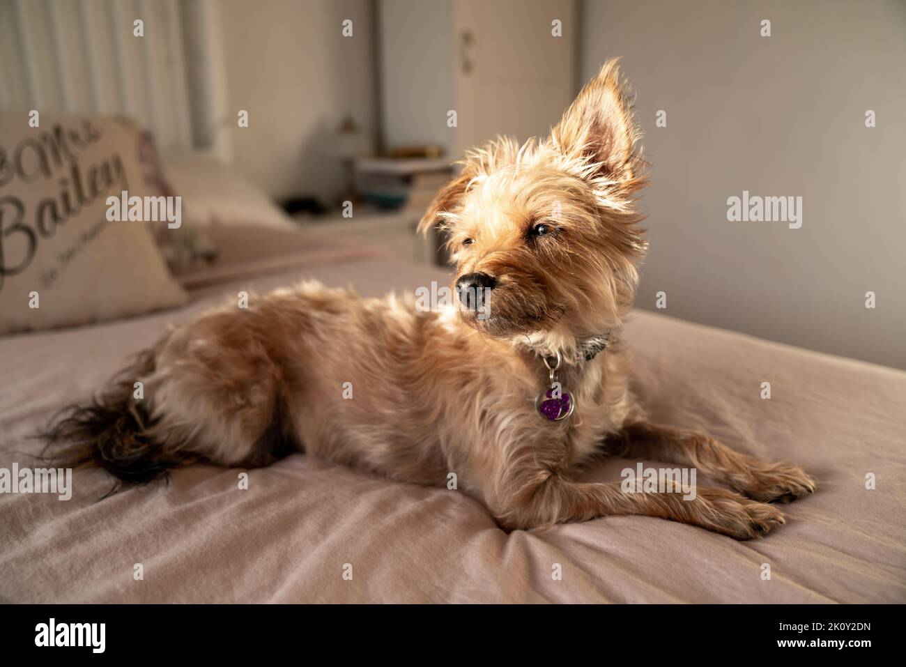 Small cute Yorkie bathes in sunlight on a bed, relaxed and looking ...