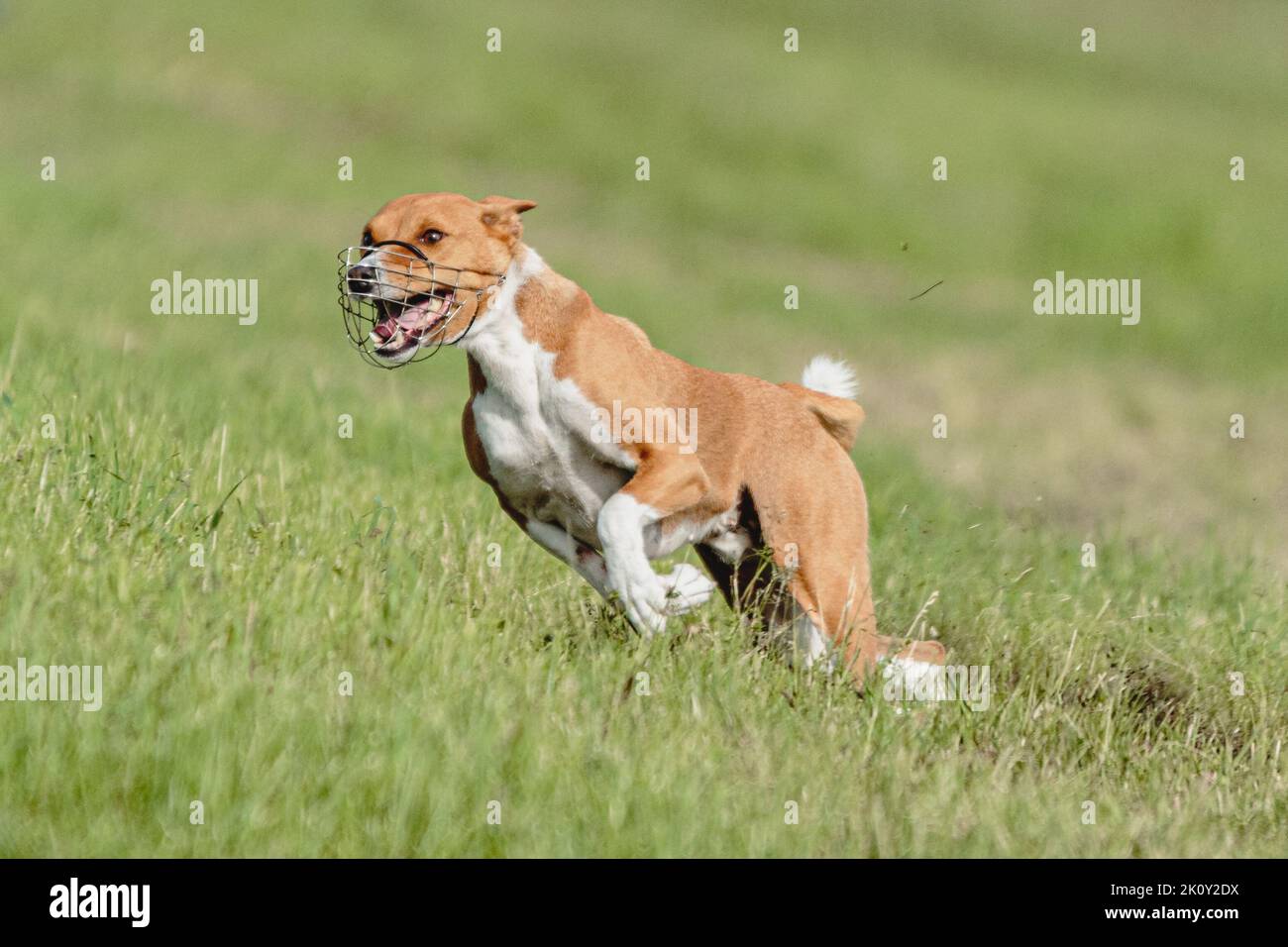 Dog running in green field and chasing lure at full speed on coursing ...