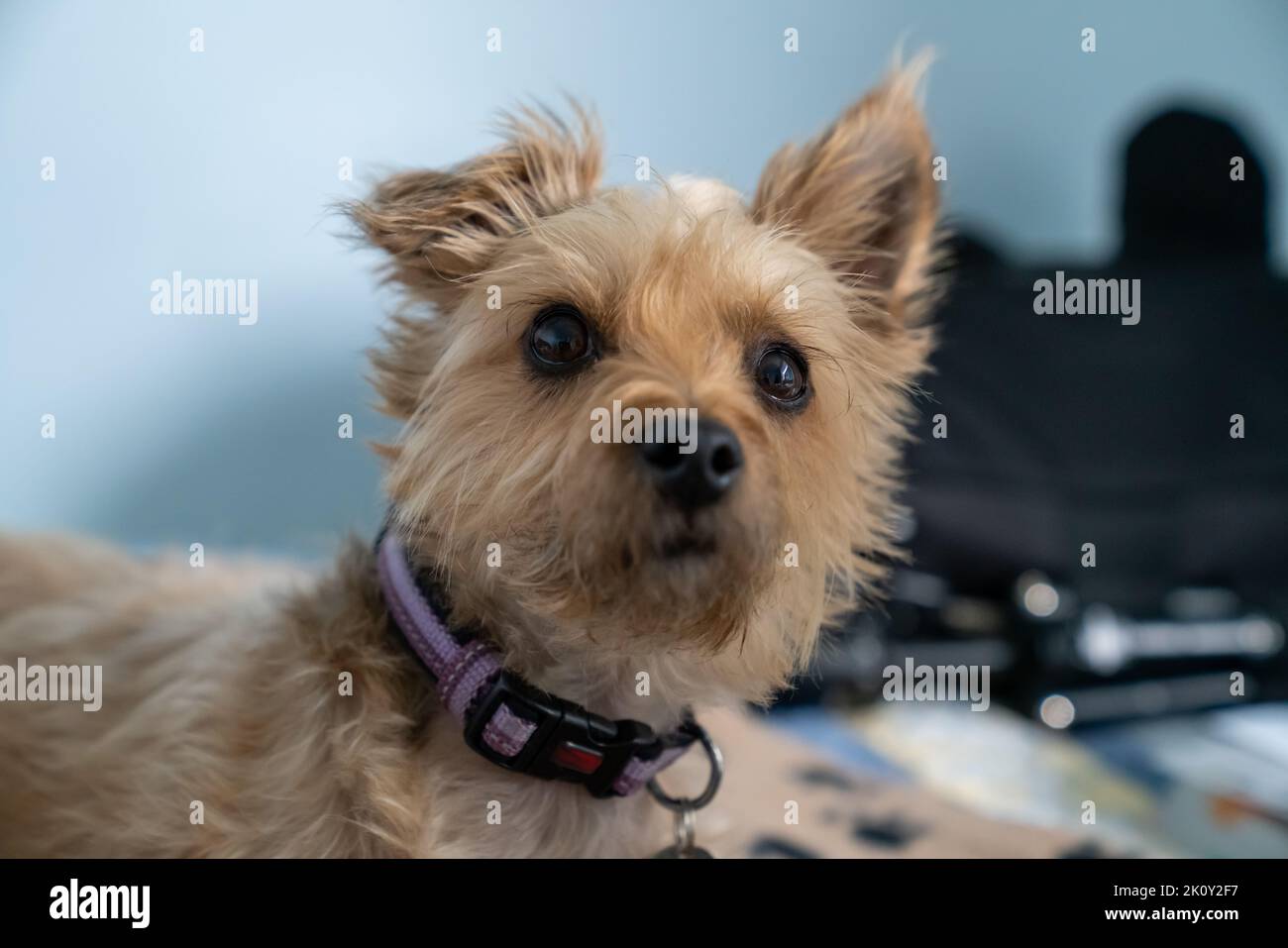 Small Yorkie dog looks alert at camera Stock Photo - Alamy
