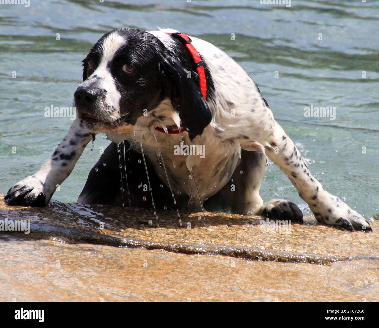Black and white springer spaniel hauling himself out of the sea onto a ...