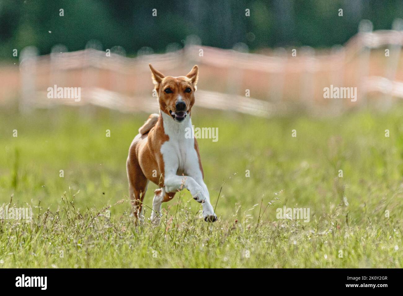 Dog running in green field and chasing lure at full speed on coursing ...