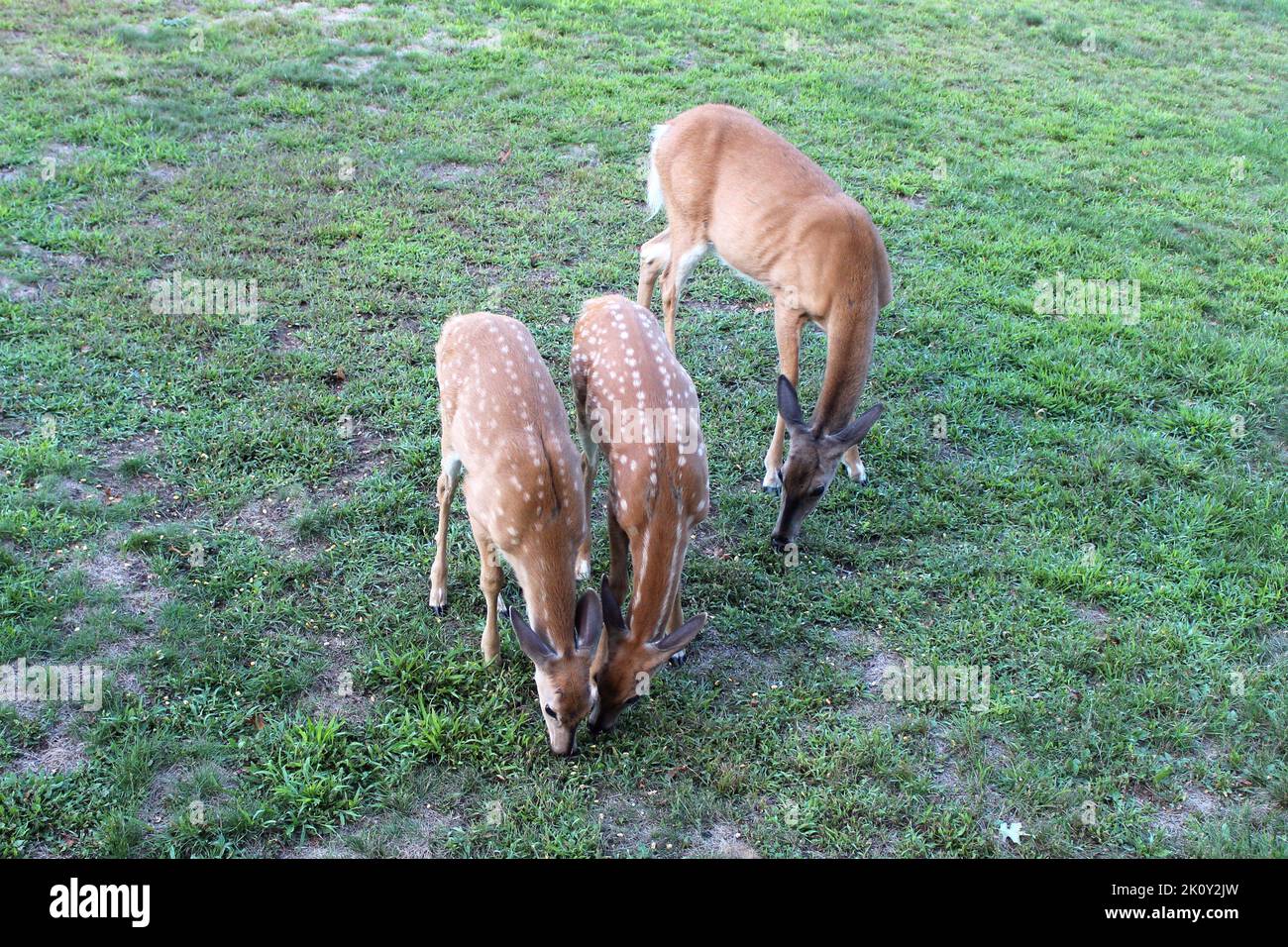A Doe and her Growing Twin Fawns, Nibble in the Yard Stock Photo - Alamy