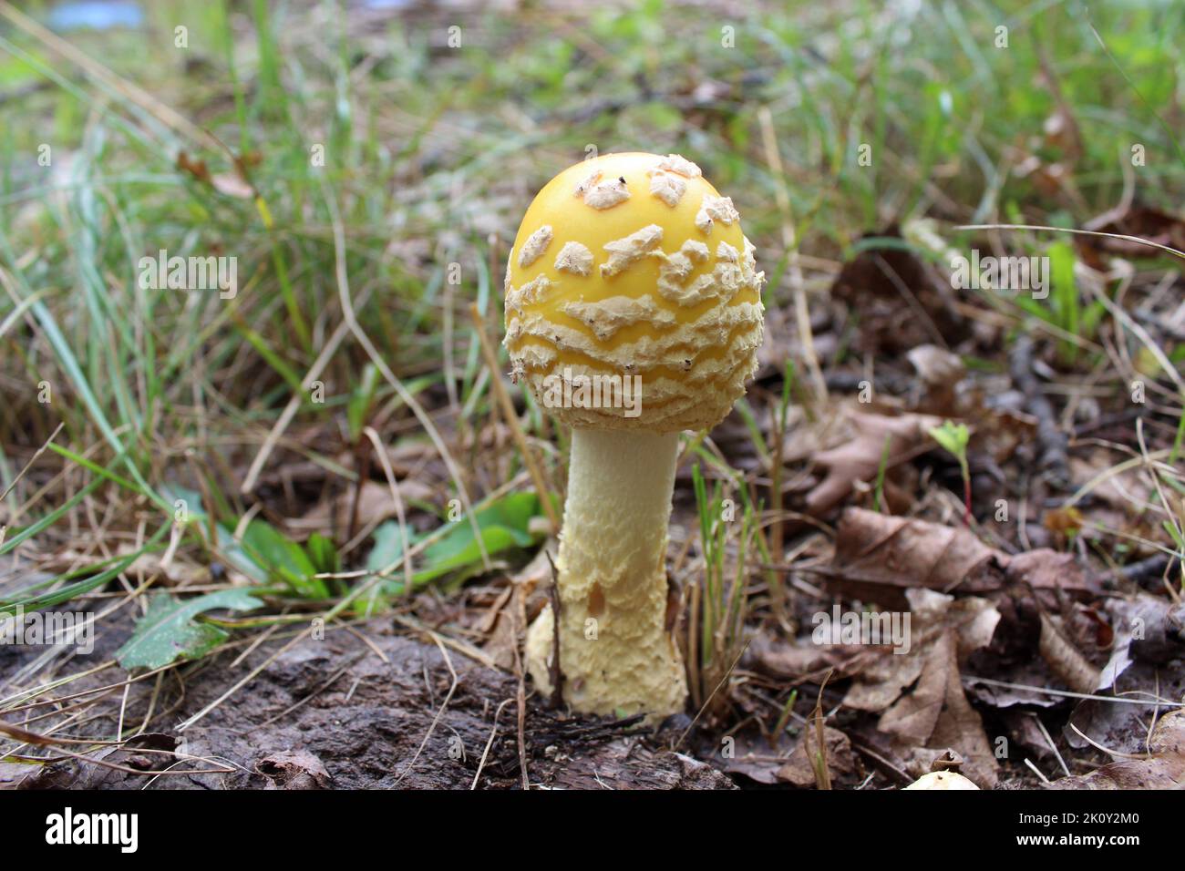 A New Yellow Mushroom Pops Out of the Ground Stock Photo - Alamy