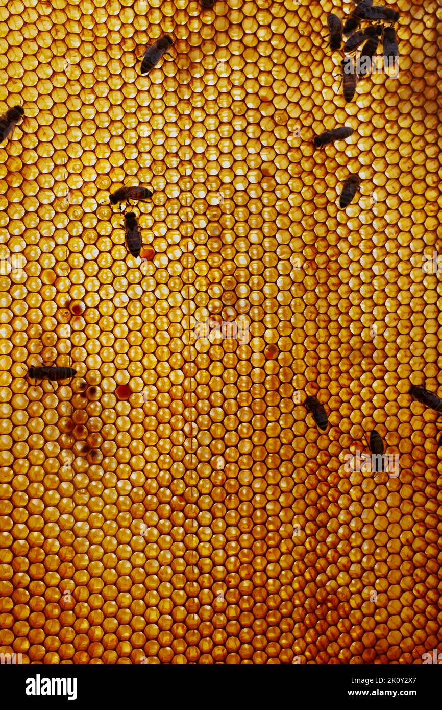 Bees and honey on bee hive comb, close up and backlit with sunlight ...