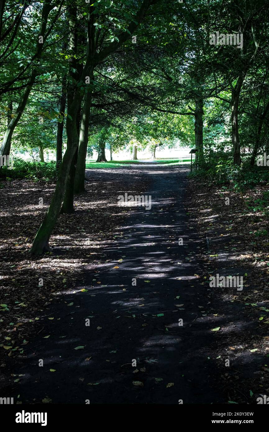 Bright sunlight visible through a canopy of thick trees and foliage on ...