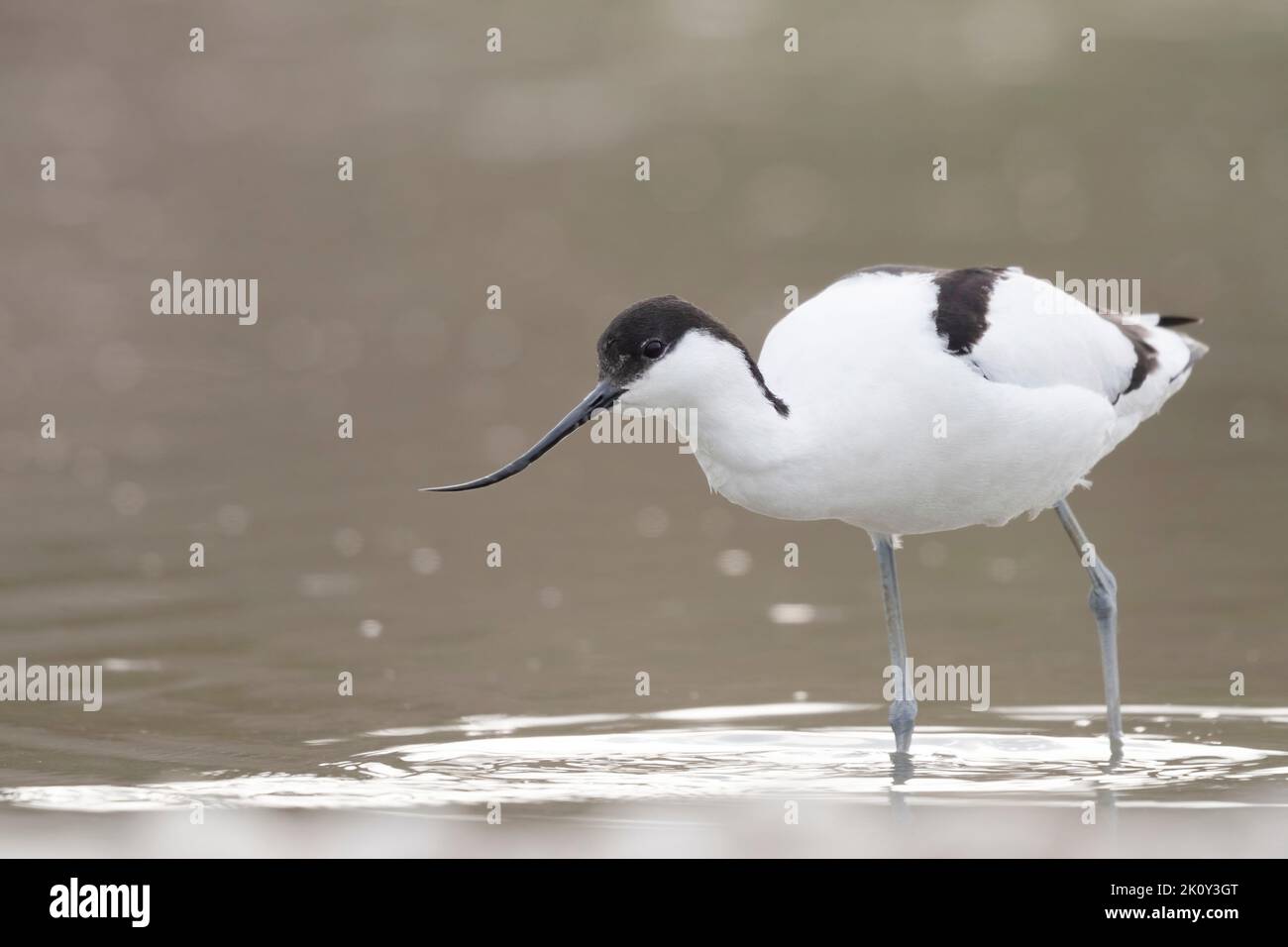 The pied avocet (Recurvirostra avosetta) at the river Stock Photo - Alamy