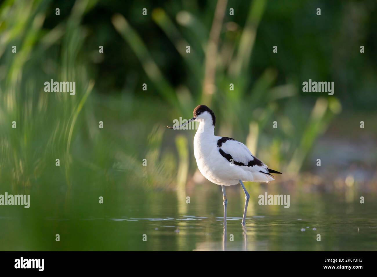The pied avocet (Recurvirostra avosetta) at the river Stock Photo - Alamy