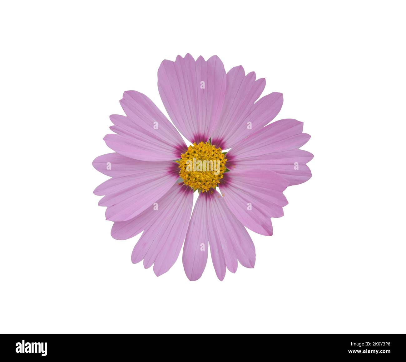 Pink Cosmos flower isolated on white background. Blooming plant with ...