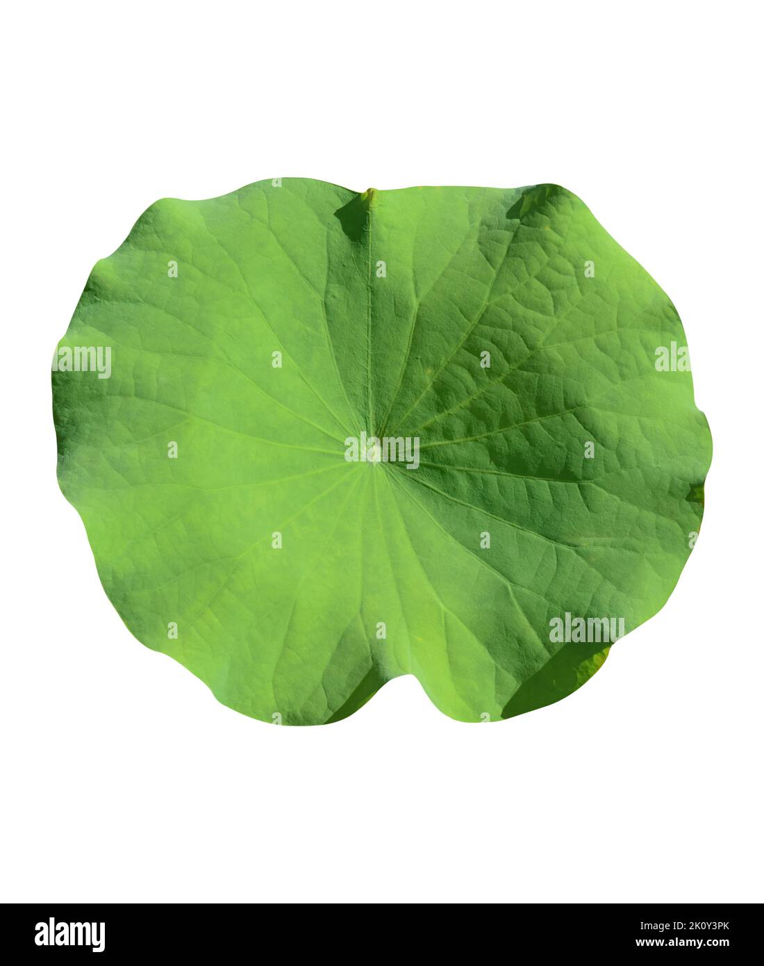 Green lotus leaf isolated on white background include clipping path ...