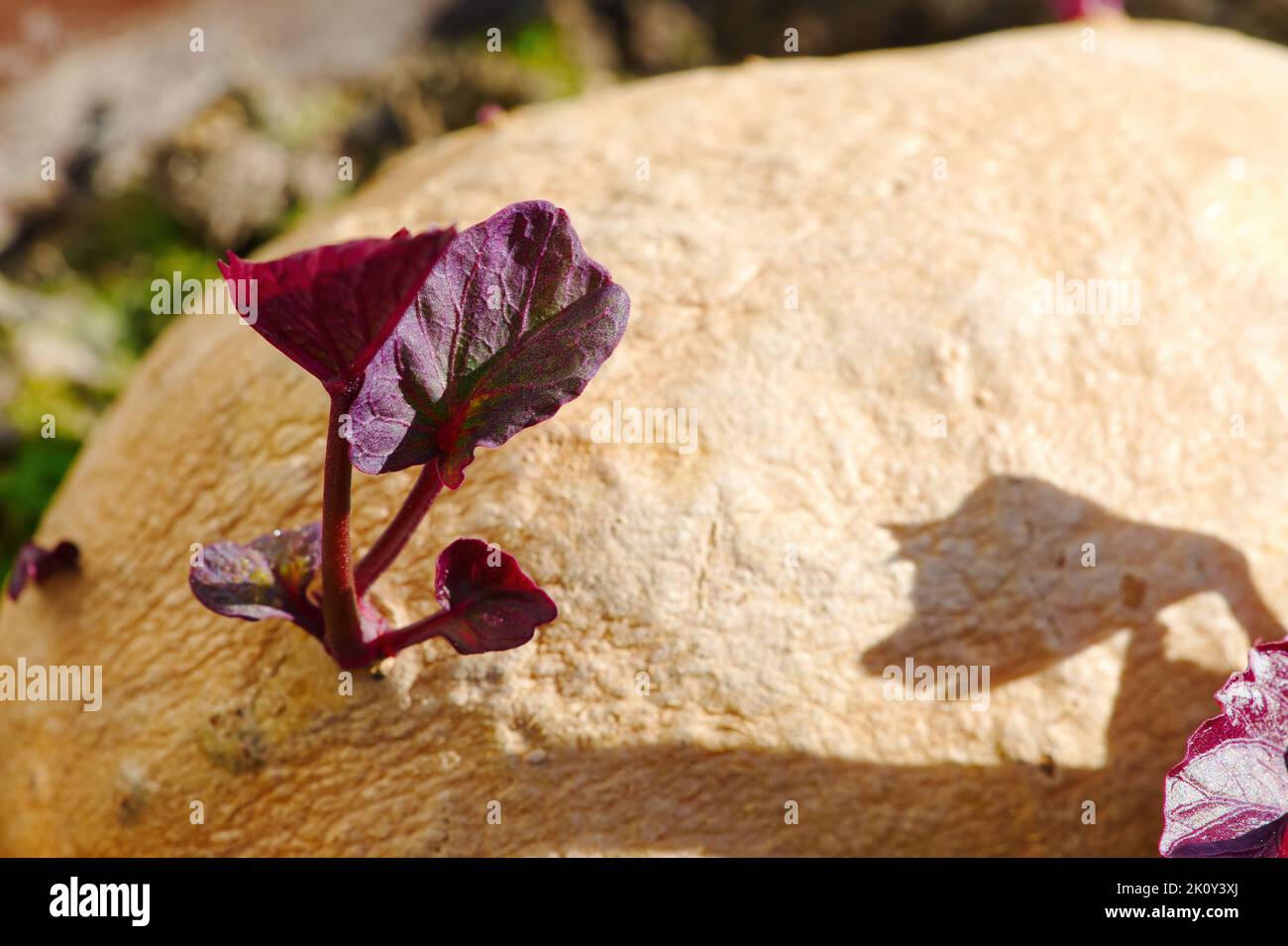 sweet potato sprouts. Delicate sprouts of sweet potato close-up Stock ...