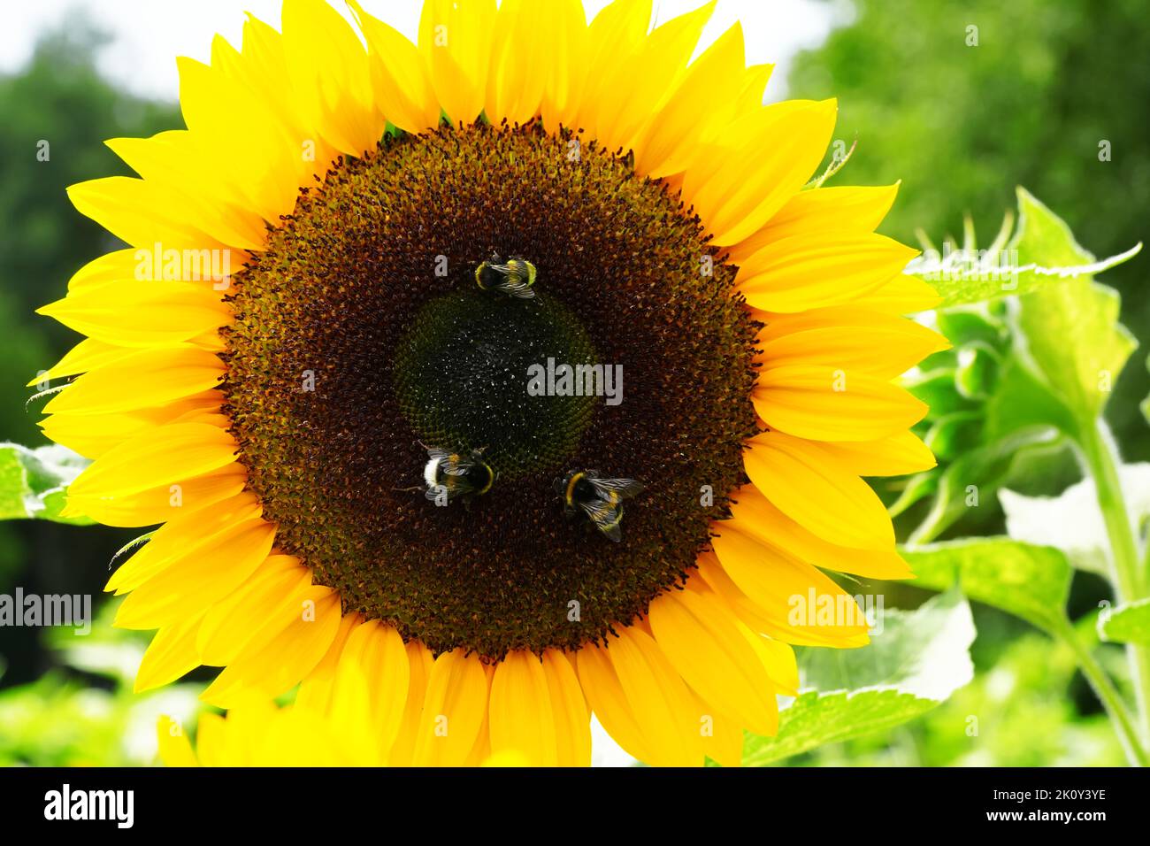 sunflowers close up. Black and yellow striped bee, honey bee ...