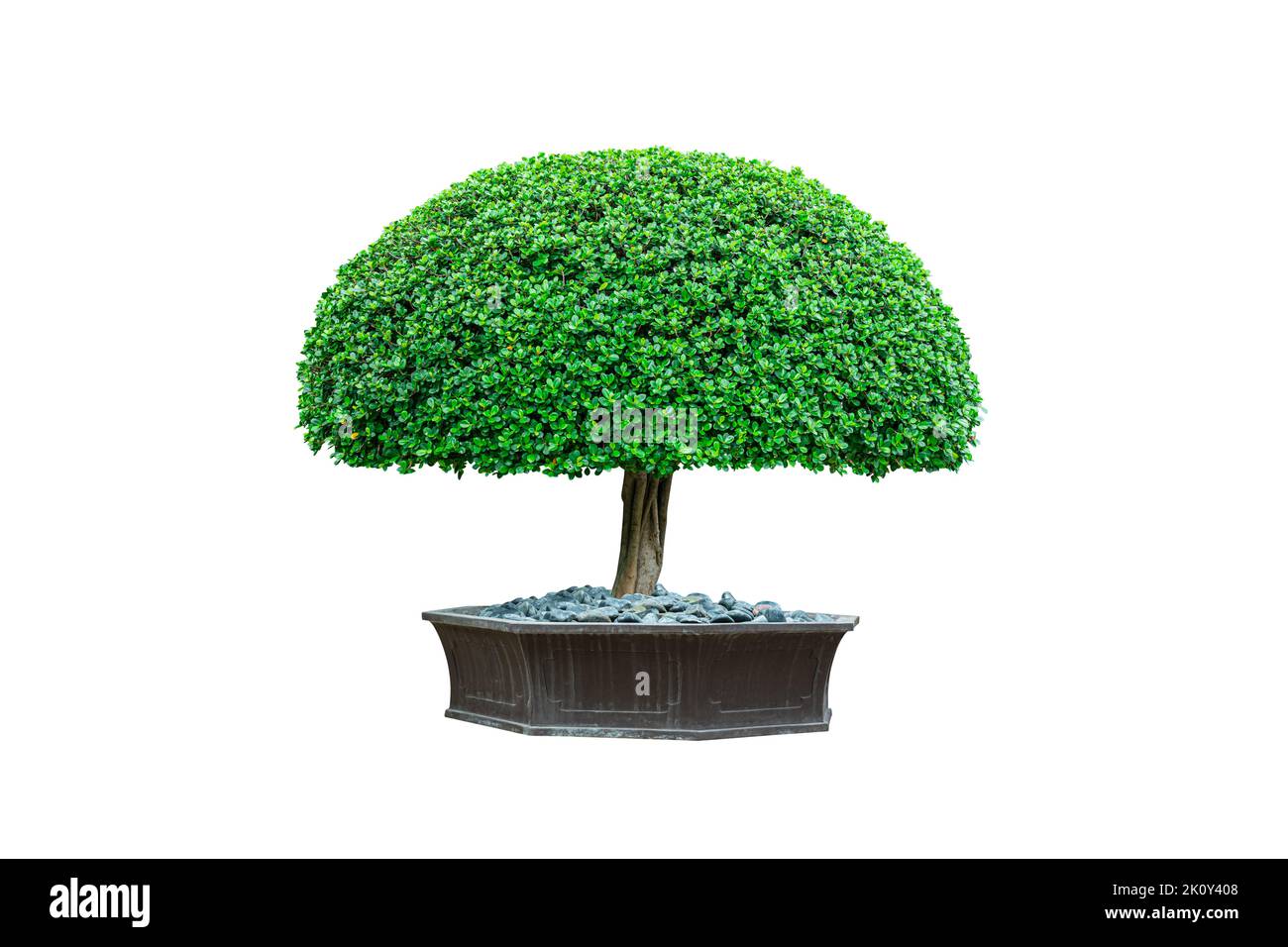Tree in potted isolated on white background included clipping path ...