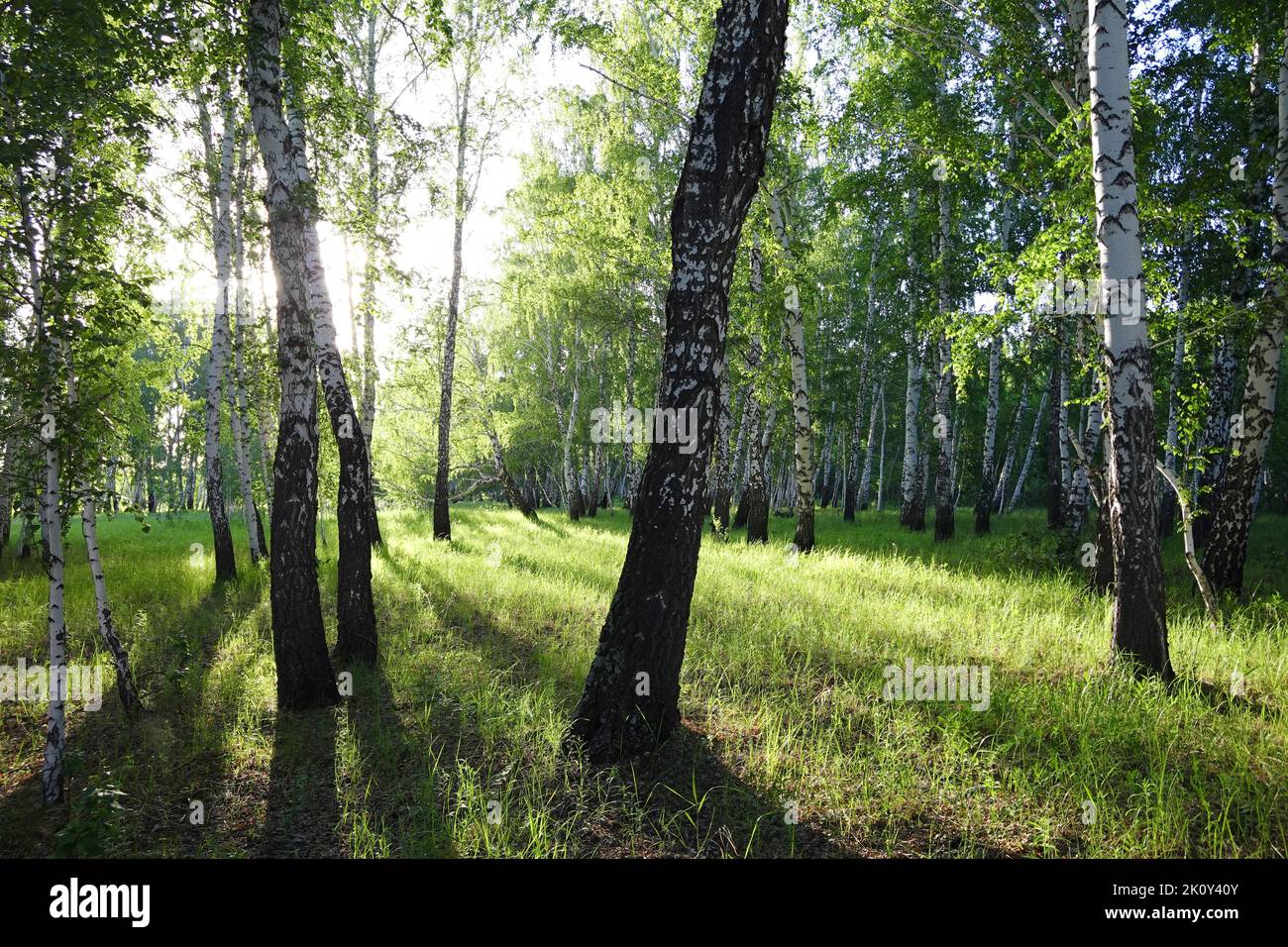 Summer beautiful forest with sun Stock Photo - Alamy