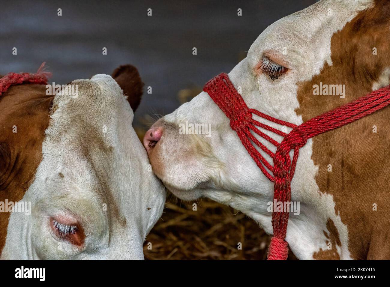 Holstein Friesian cattle on dairy farm known for high milk production ...