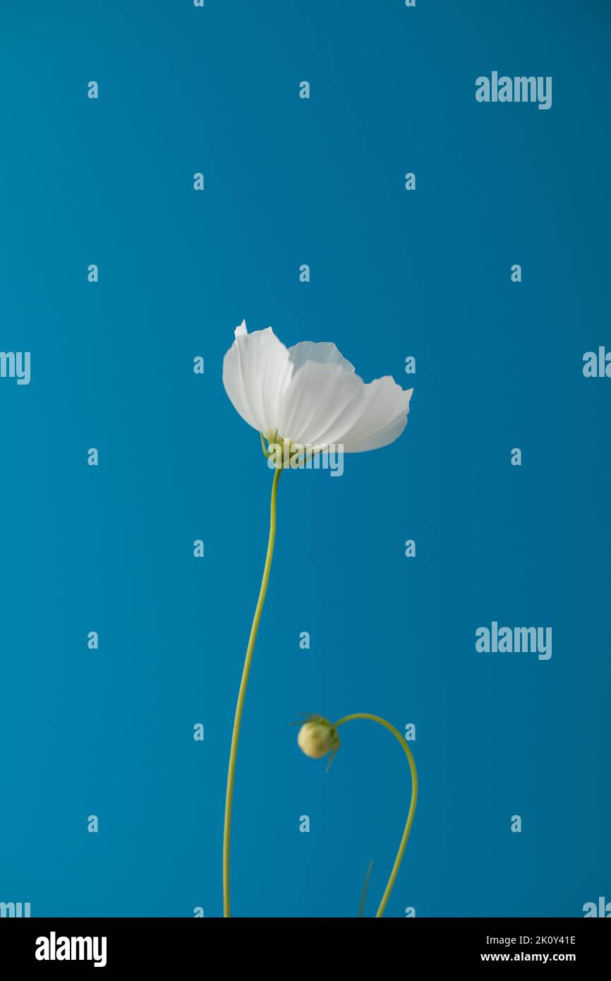 Delicate white flower on a blue background. Floral background, summer ...