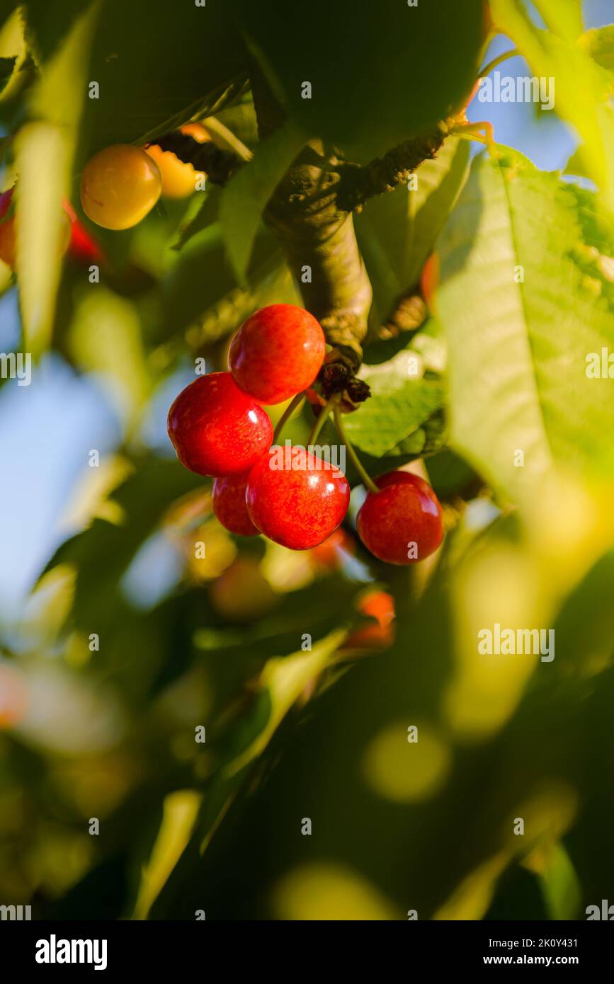 Bunch of red cherries and leaves with morning lights on tree Stock ...