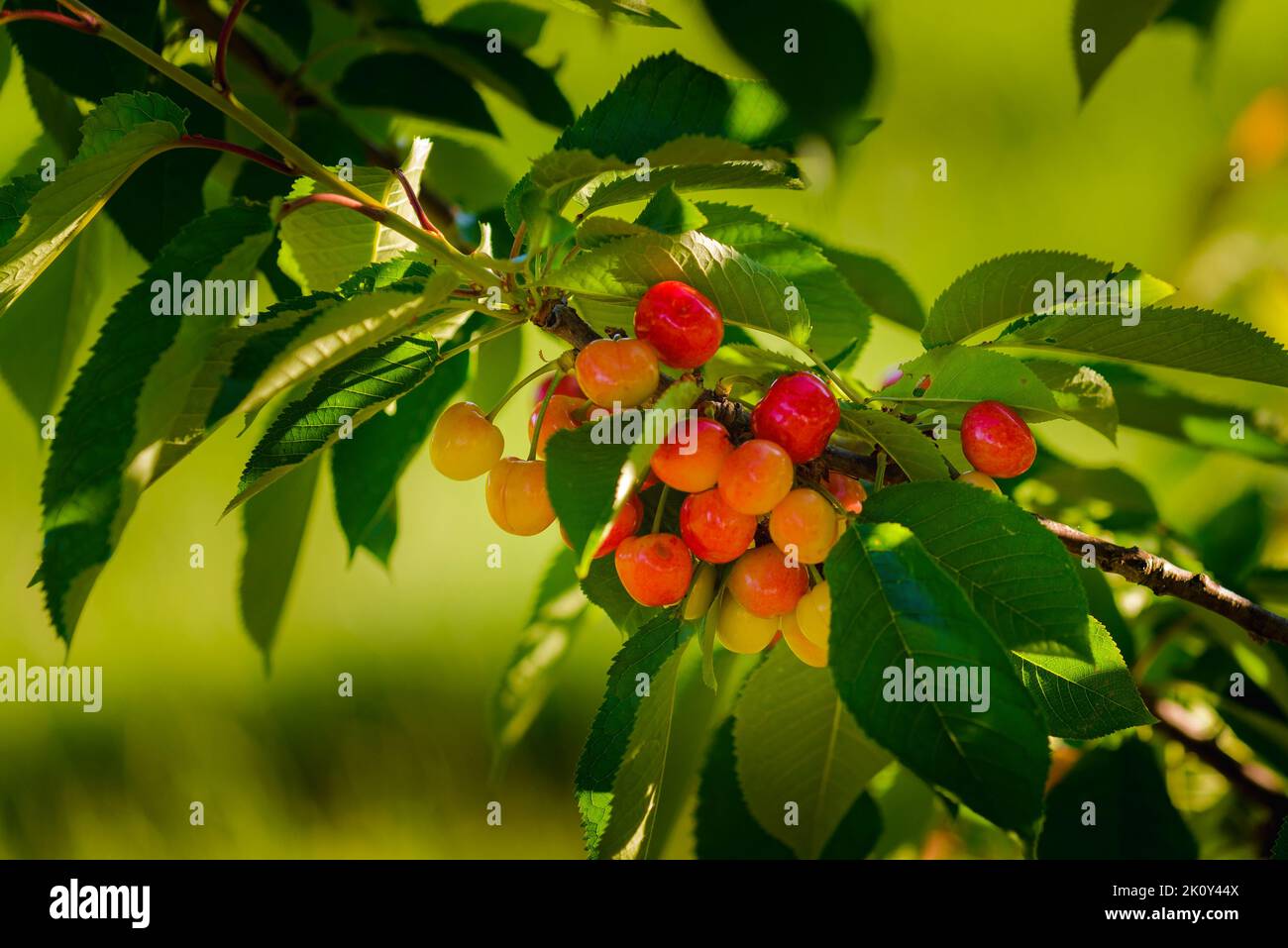 Bunch of red cherries and leaves with morning lights on tree Stock ...