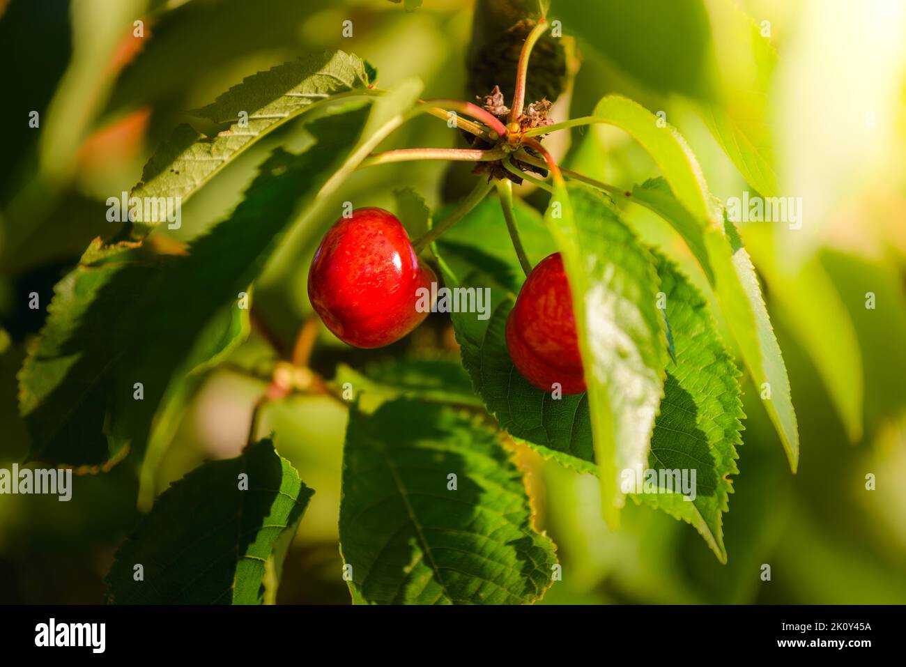 Bunch of red cherries and leaves with morning lights on tree Stock ...