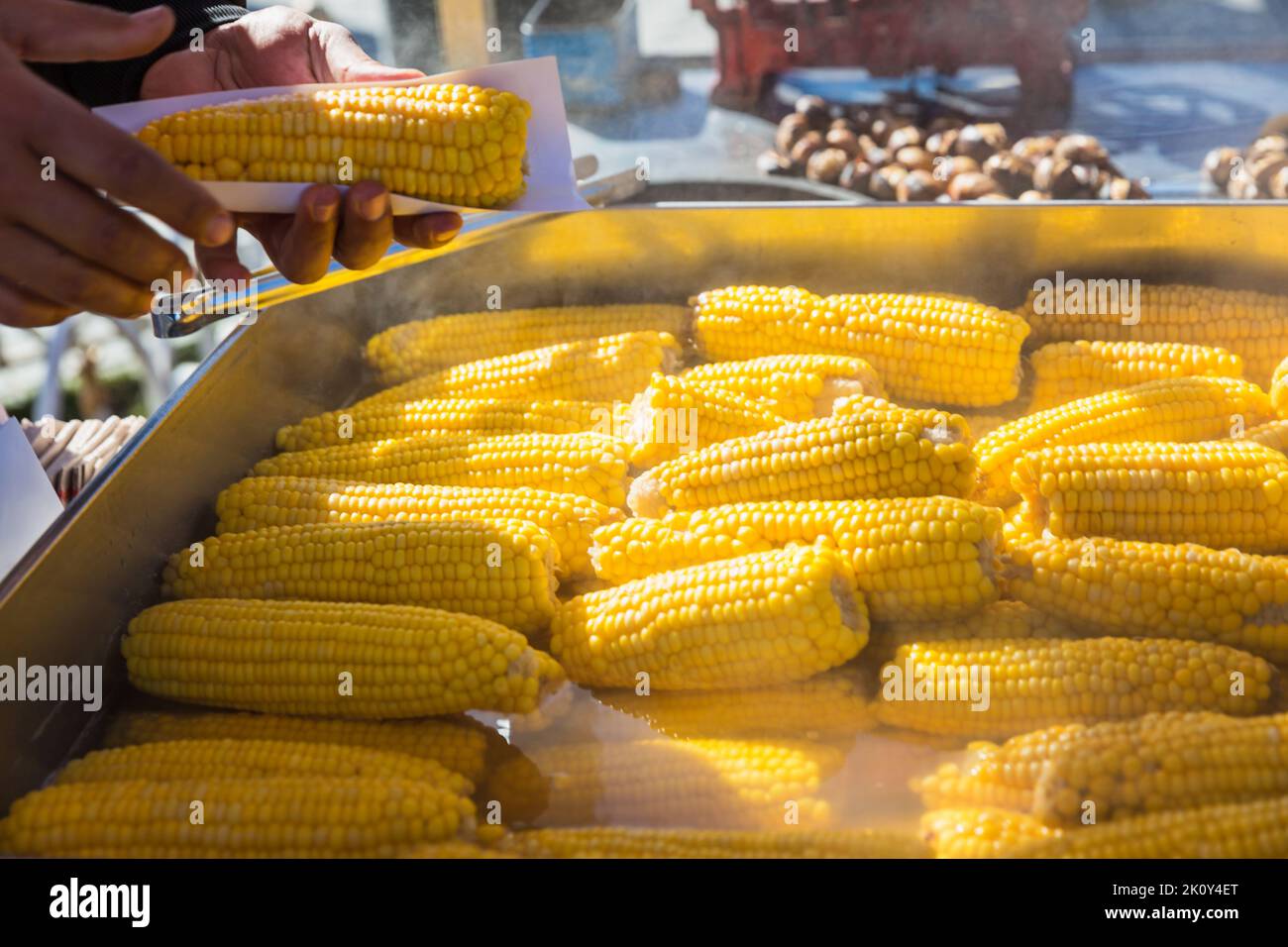 boiled sweet corn for sale on the street in hands of seller. Street ...
