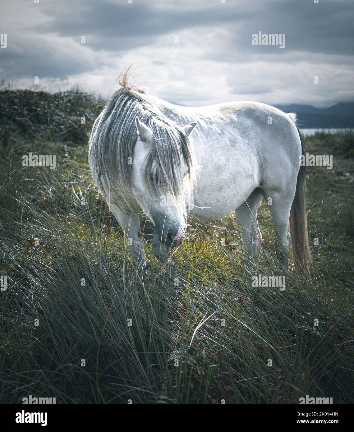 A vertical shot of a wild white pony in a grassy field in a cloudy ...