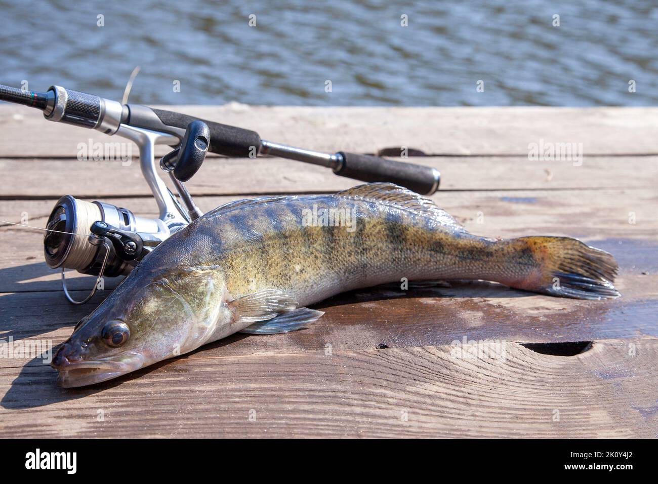 Fishing concept, trophy catch - big freshwater zander fish know as ...