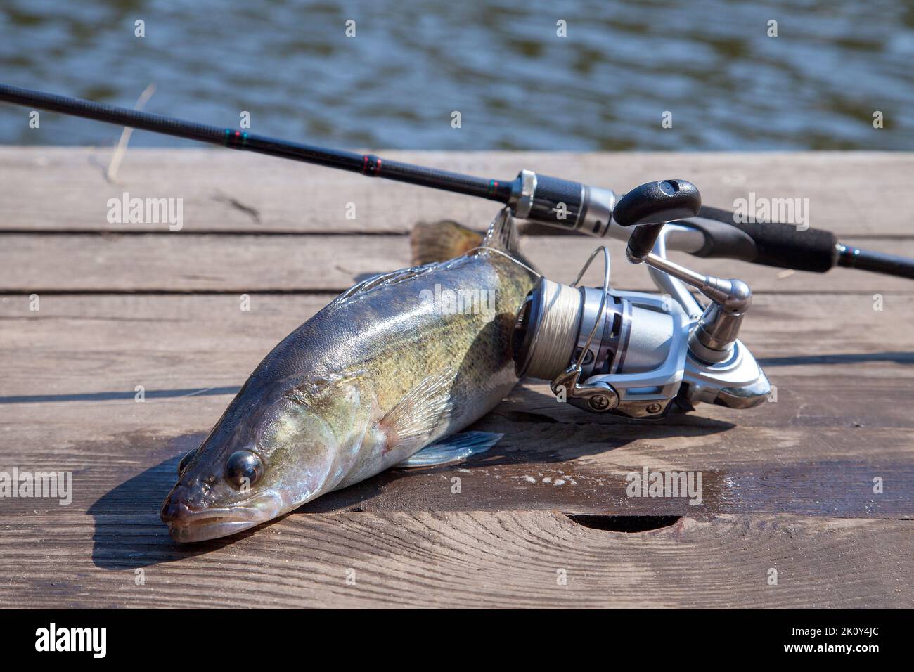 Fishing concept, trophy catch - big freshwater zander fish know as ...