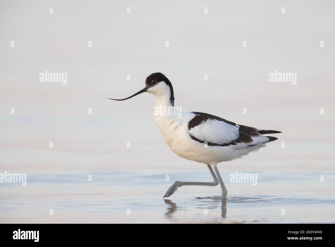 The pied avocet (Recurvirostra avosetta) at the river Stock Photo - Alamy