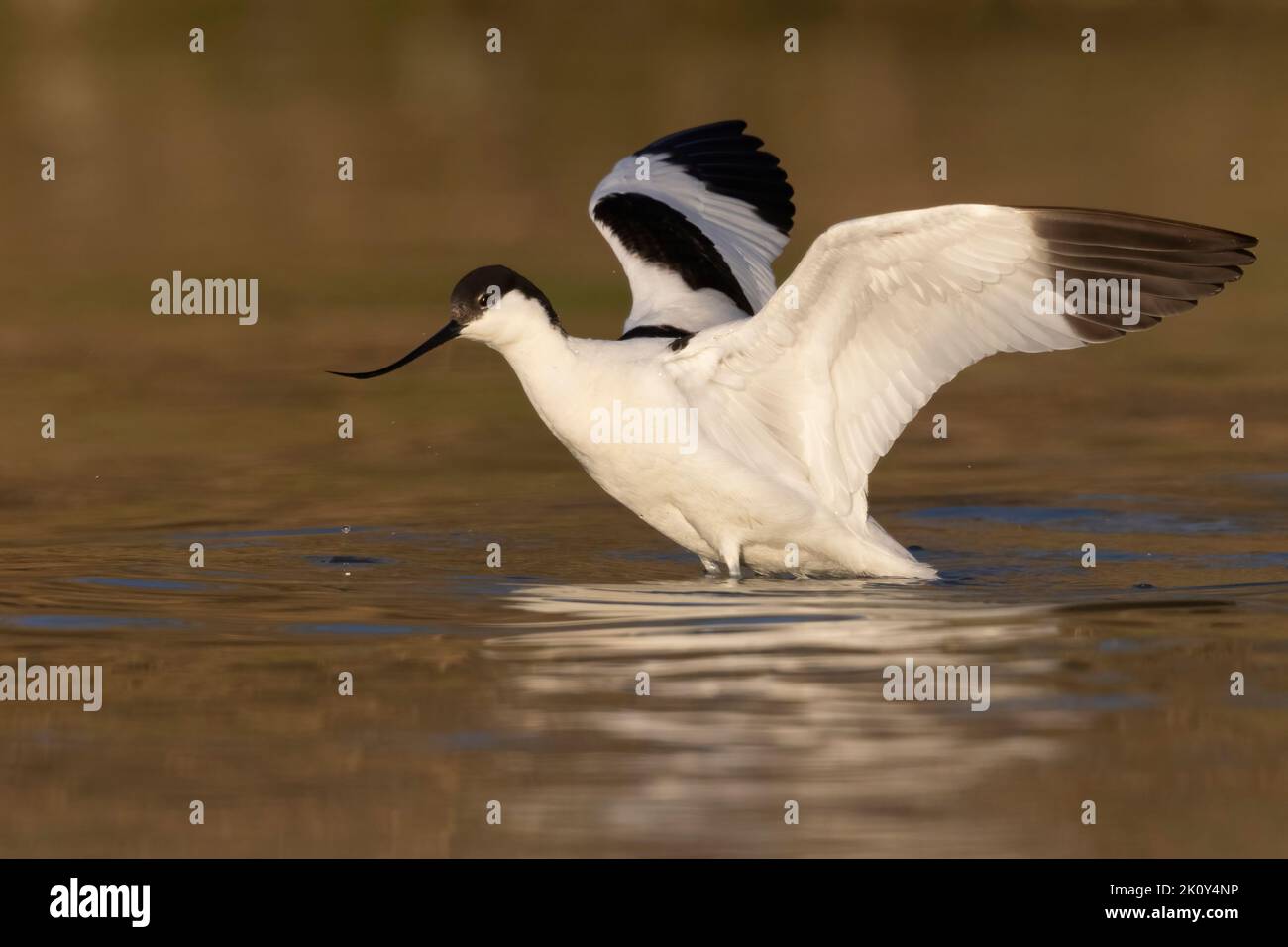 The pied avocet (Recurvirostra avosetta) at the river Stock Photo - Alamy