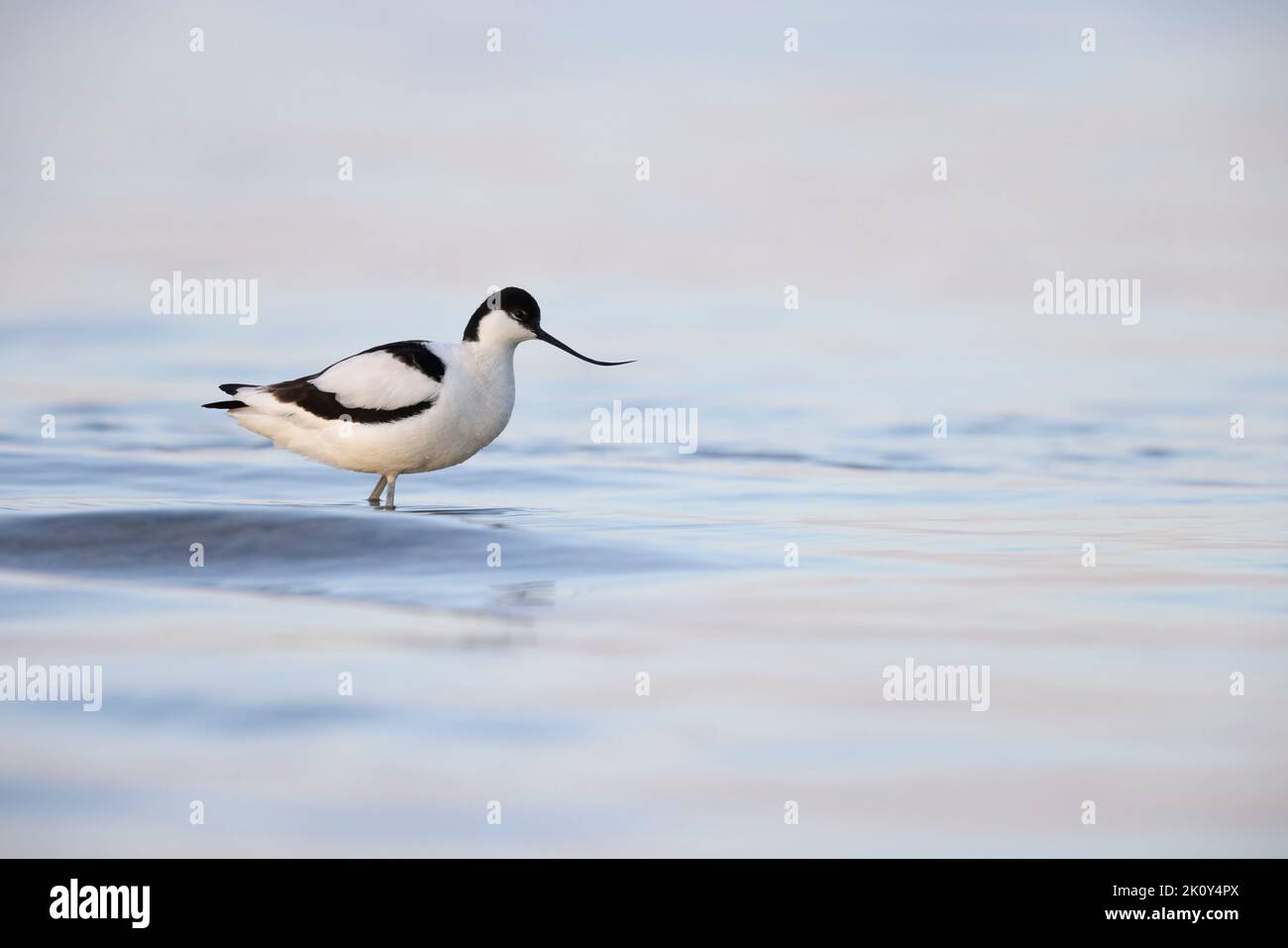 The pied avocet (Recurvirostra avosetta) at the river Stock Photo - Alamy