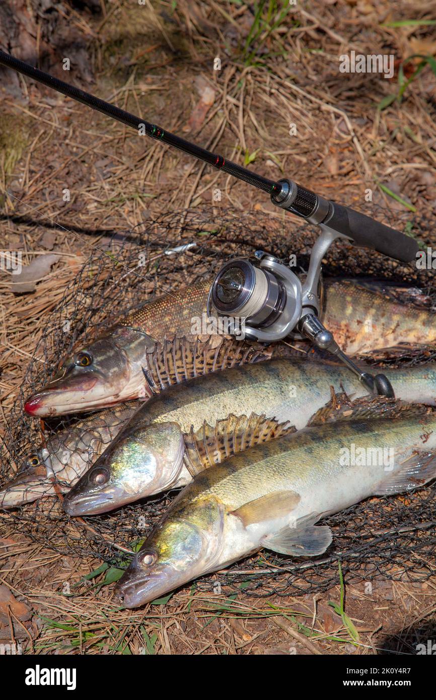 Fishing concept, trophy catch - two big freshwater zander fish know as ...