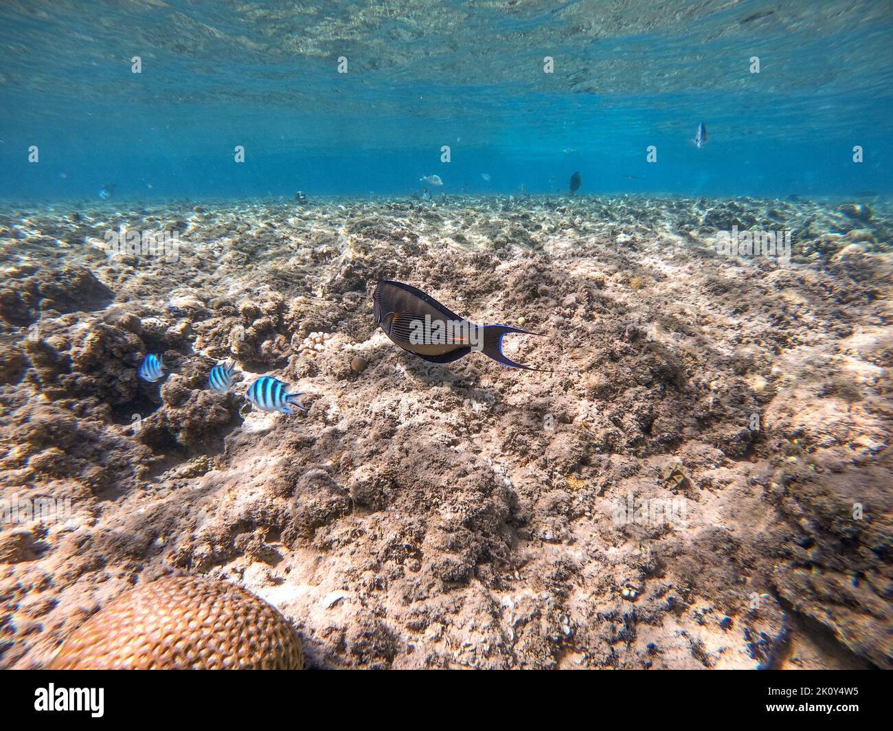 Colorful tropical fish Sohal Surgeon fish (Acanthurus Sohal) tang ...