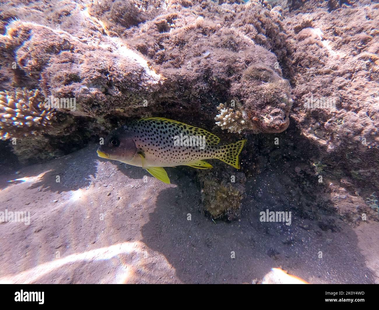 Close up view of Colorful tropical blackspotted rubberlip fish or ...