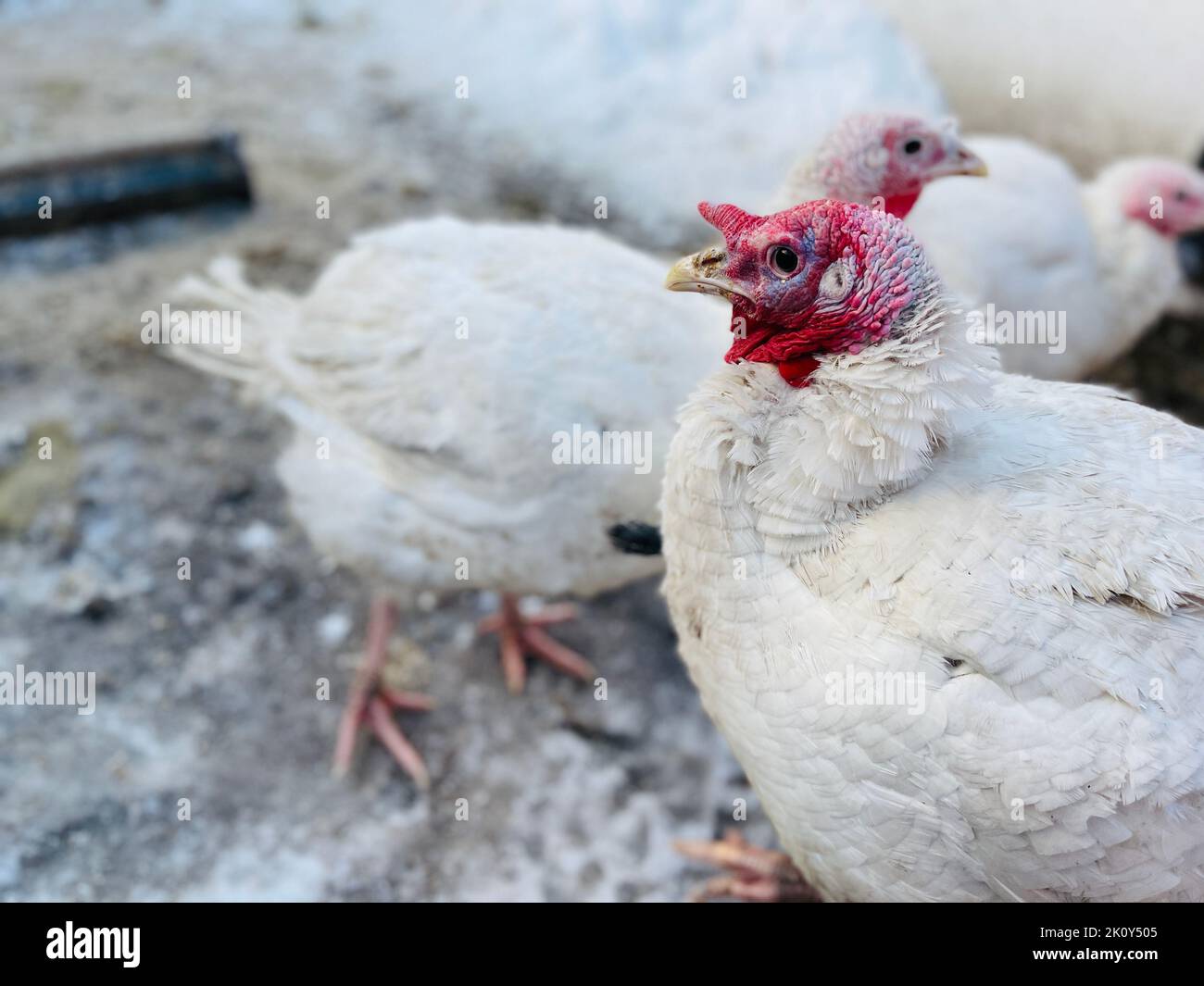Turkeys on snowy ground on farm. From above white turkeys standing on ...