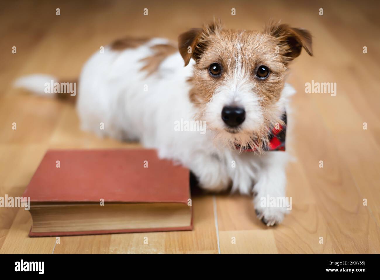 Cute pet dog listening on an old book. Back to school or puppy training ...