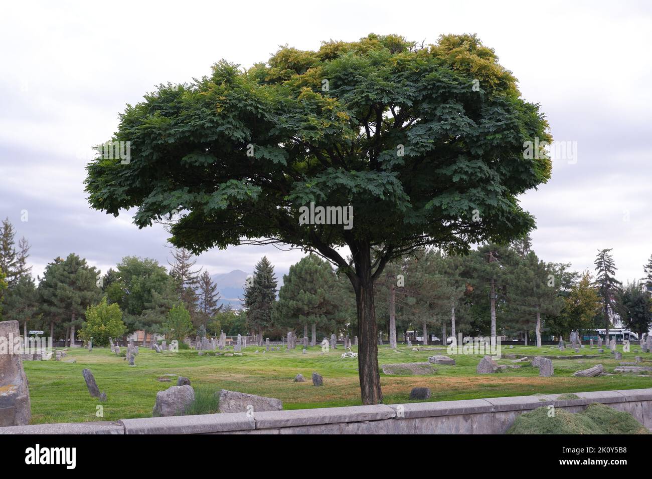 Imposing tree hi-res stock photography and images - Alamy