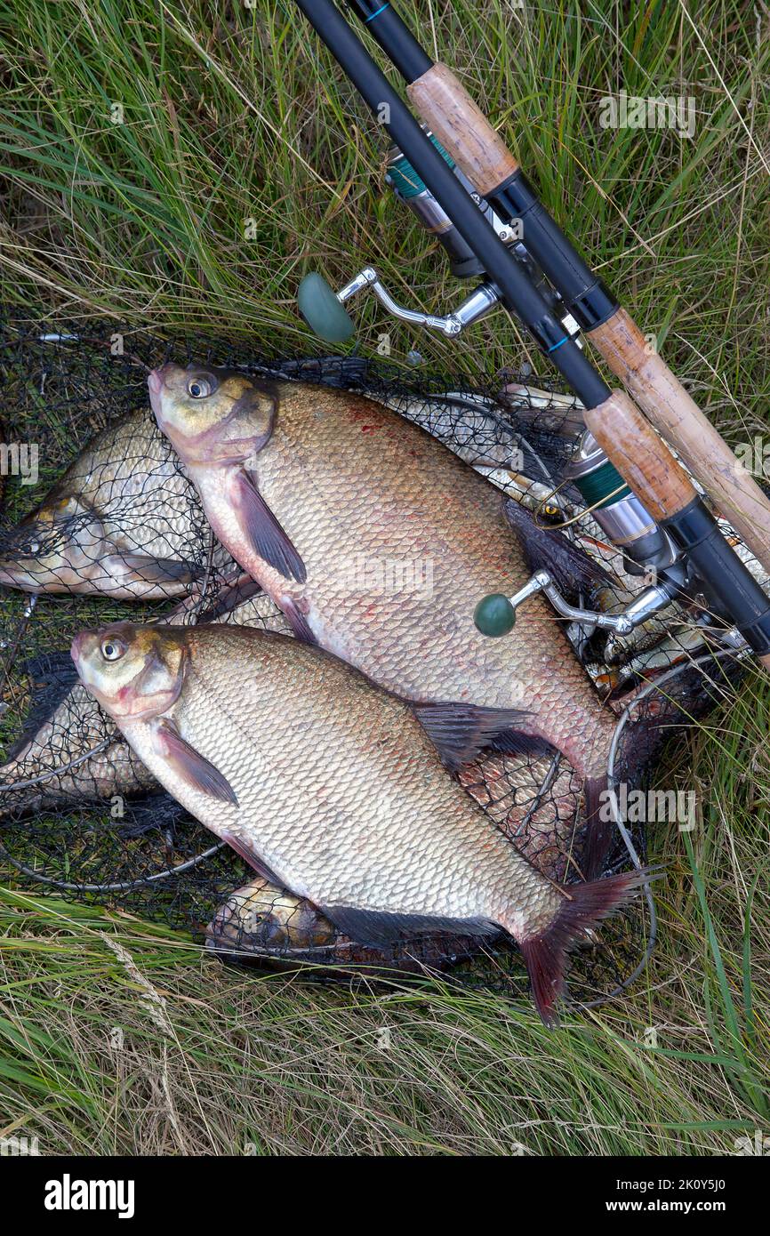 Good catch. Close up view of just taken from the water freshwater ...