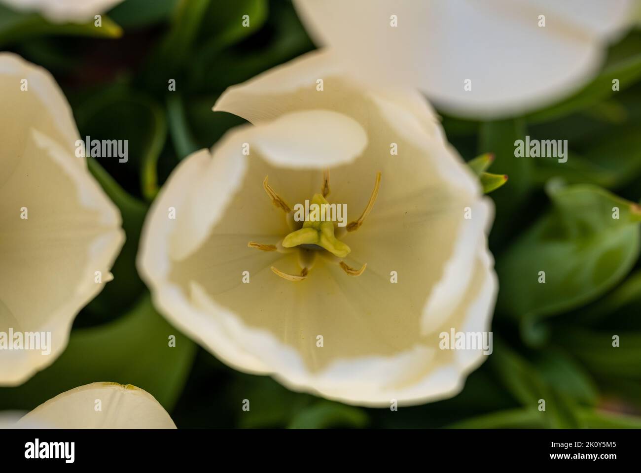 Hidden Inside of White Tulip lookingdown from above Stock Photo - Alamy