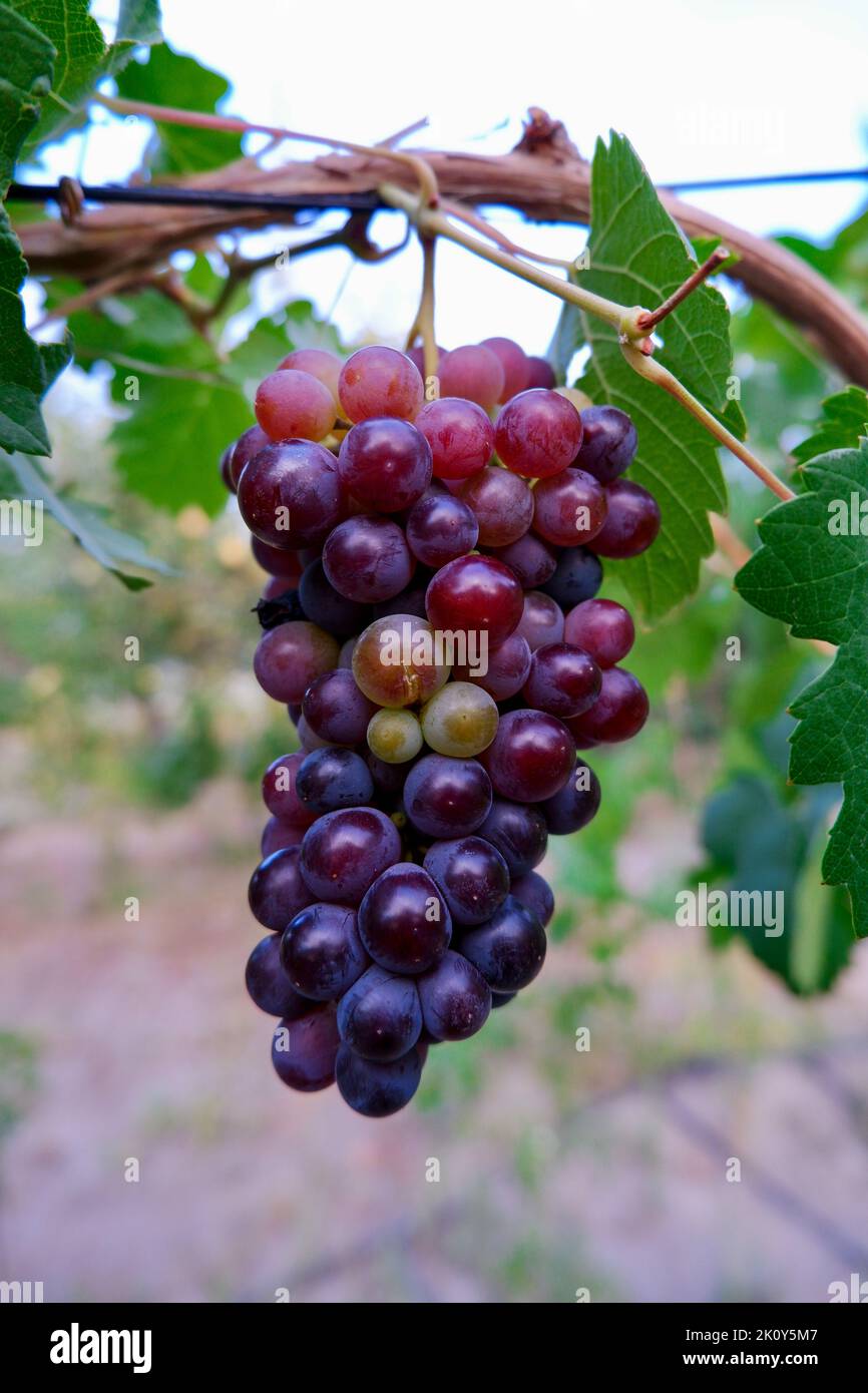 Branch of vineyard hi-res stock photography and images - Alamy