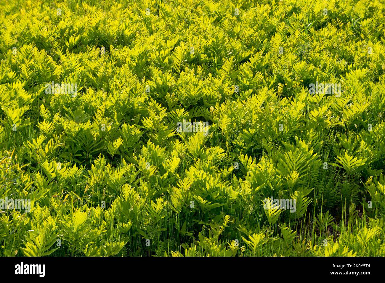 Field of wild ferns in the early morning light Stock Photo - Alamy