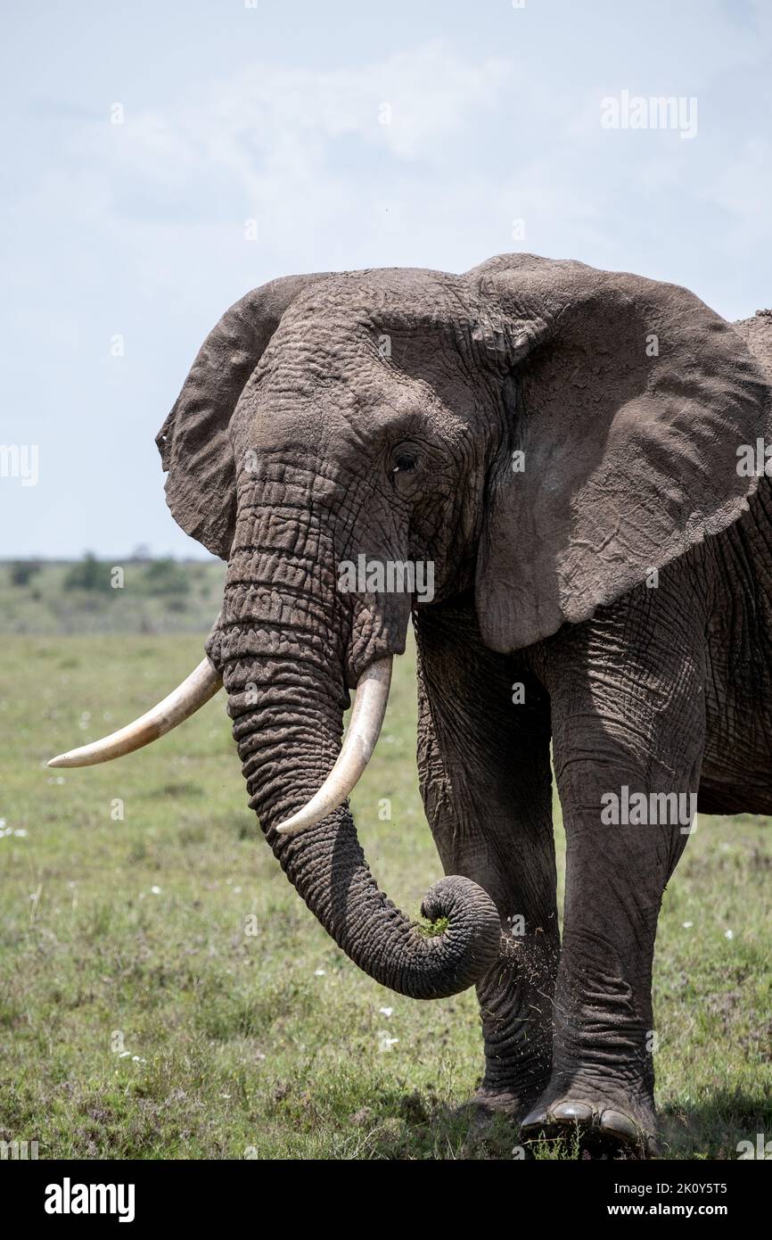 Kenya, Naibosho, 2022-02-12. An elephant walks in the grass. Photograph ...